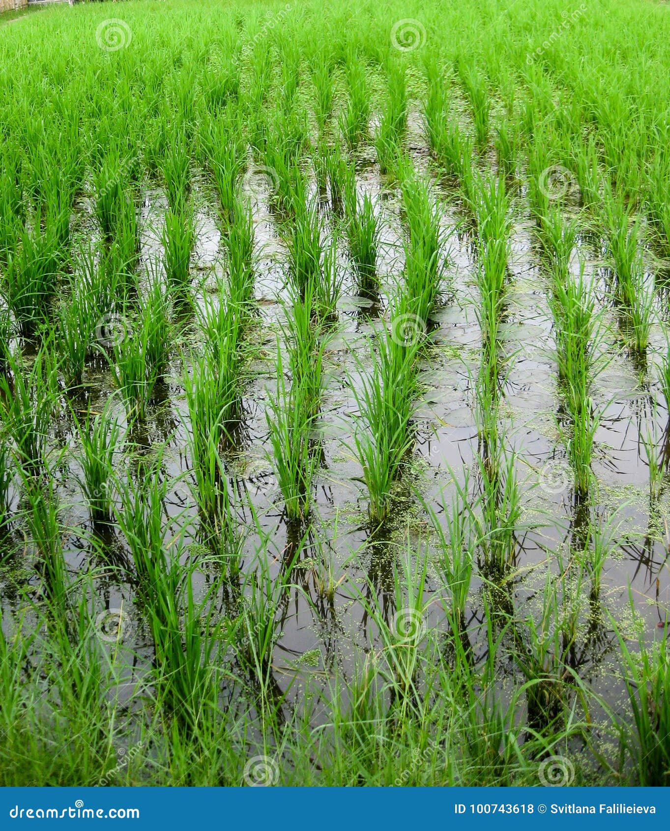 Paddy rice field stock photo. Image of plant, green - 100743618