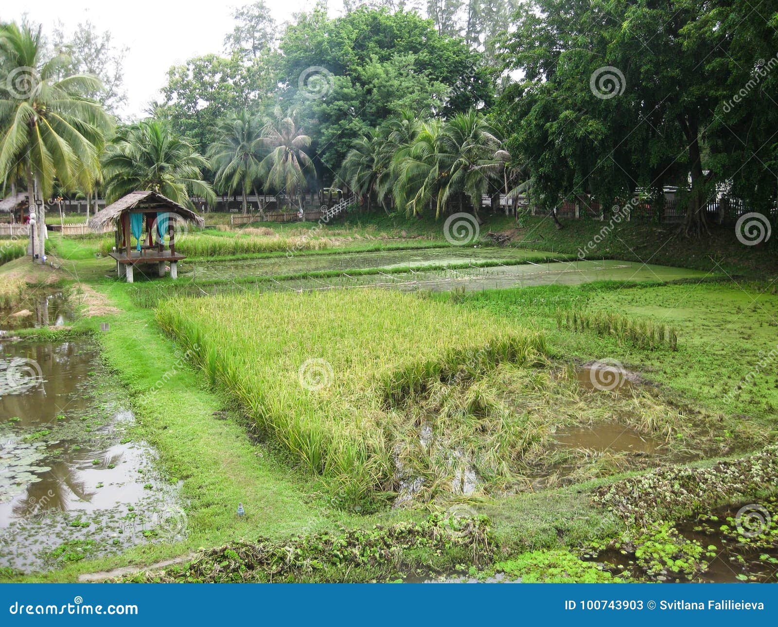 Paddy rice field stock image. Image of southeast, soil - 100743903