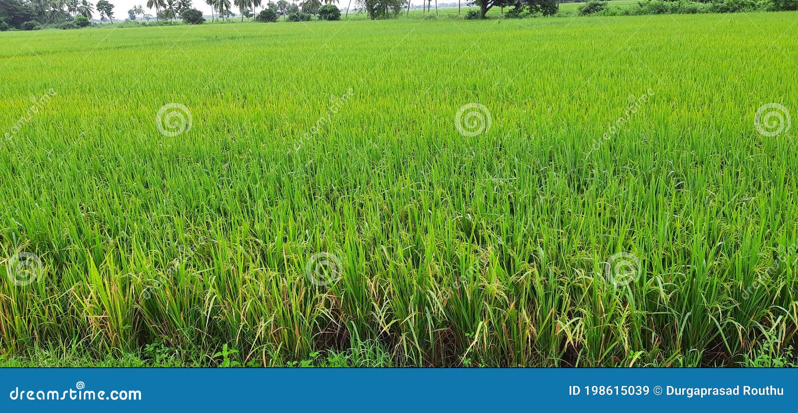 Paddy Rice Field Plantation Organic Stock Image - Image of organic ...