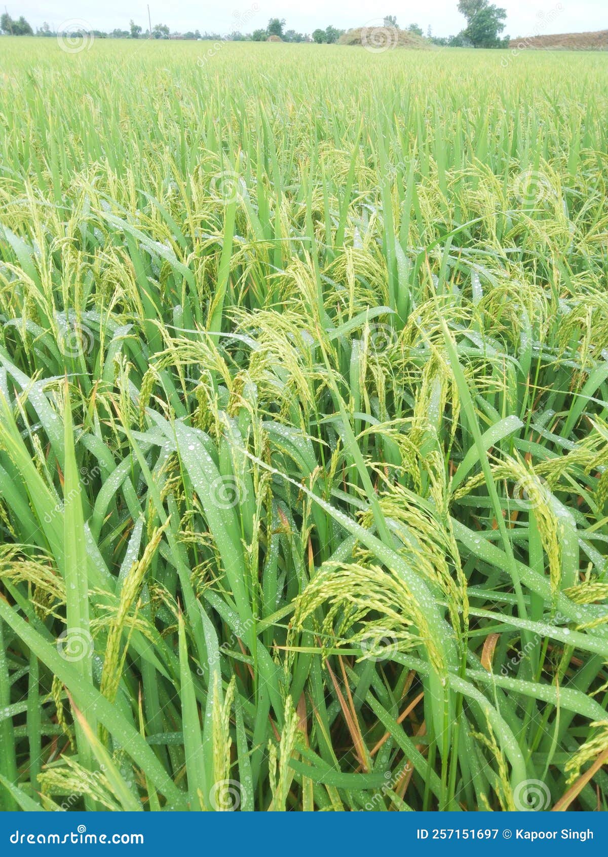 Paddy Rice Field after Rain Stock Image - Image of prairie, herb: 257151697