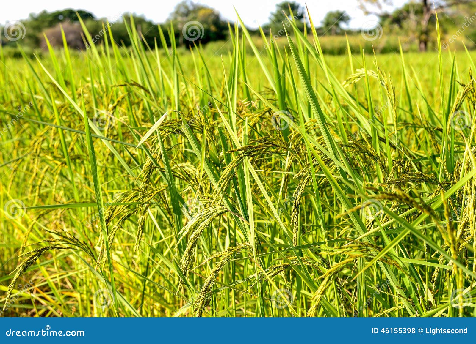 Paddy rice stock photo. Image of autumn, fall, grow, stem - 46155398