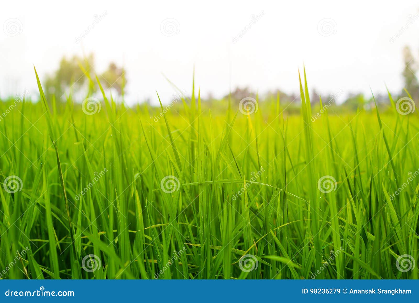 Paddy Rice Field on a White Background Stock Image - Image of meadow ...