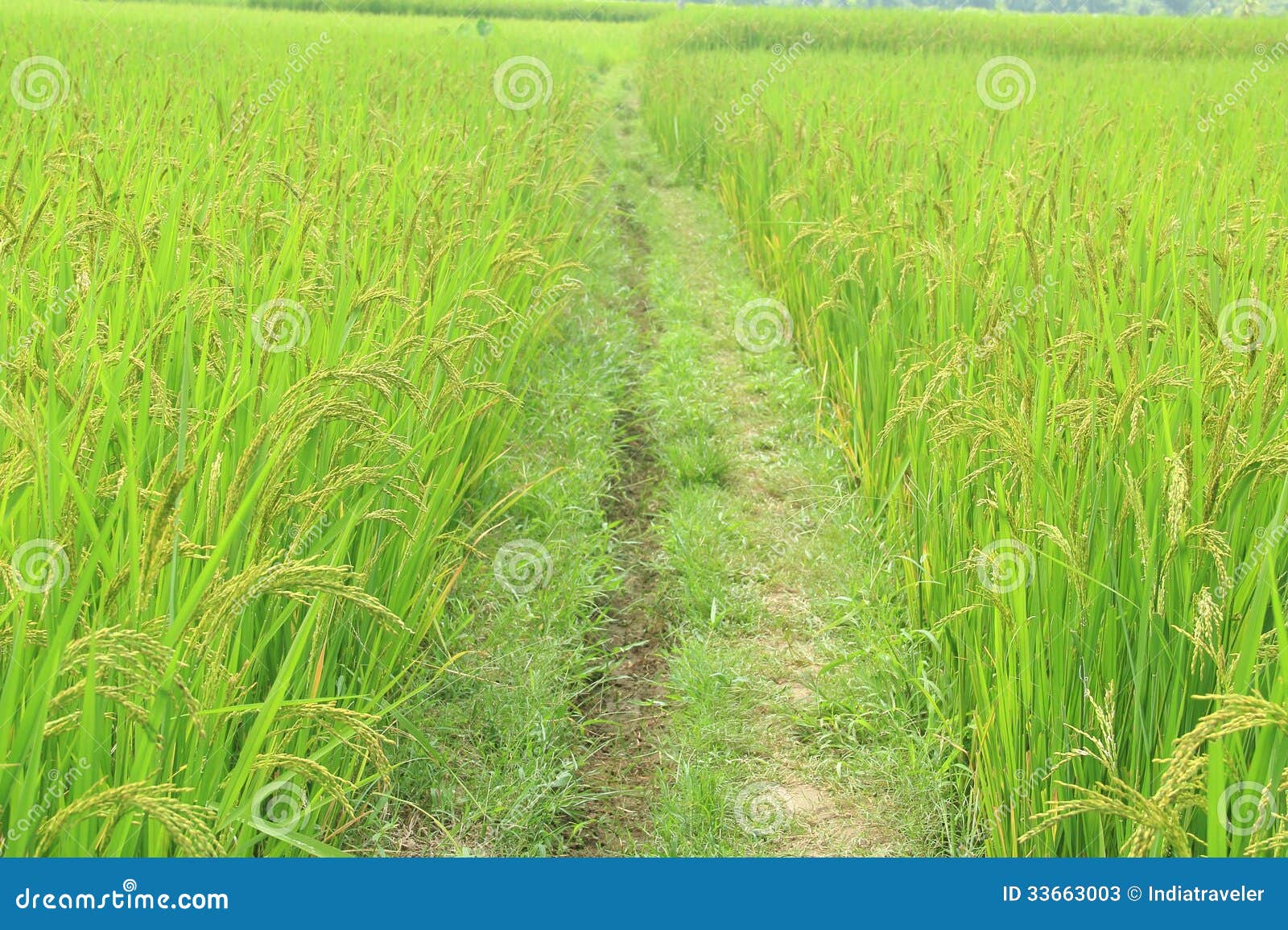 Paddy Rice-Field. stock image. Image of brown, rice, wide - 33663003
