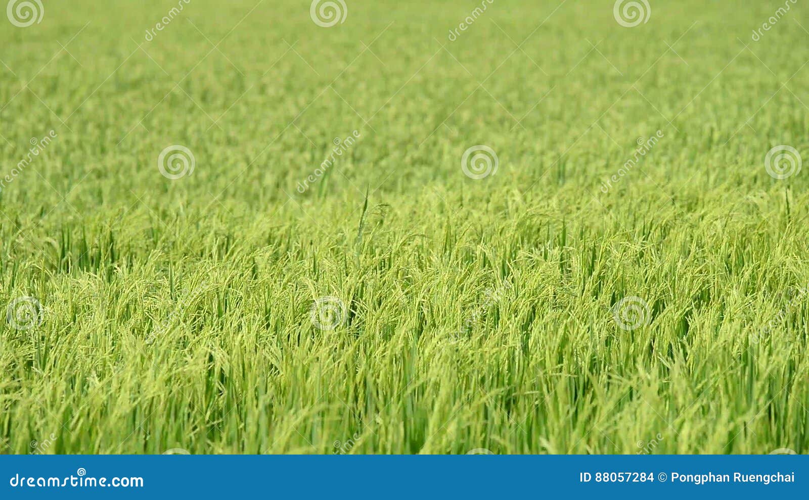 Paddy rice field stock footage. Video of organic, blow - 88057284