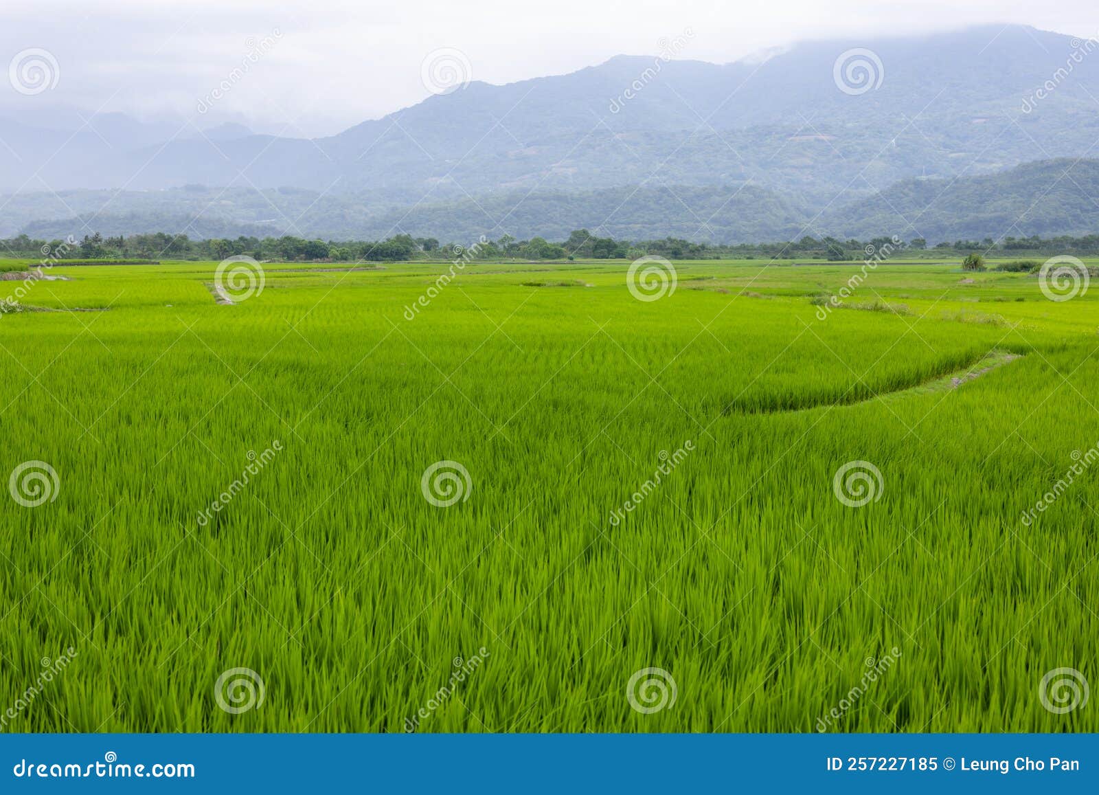 Paddy Rice Field in Yuli of Hualien Stock Image - Image of agriculture ...