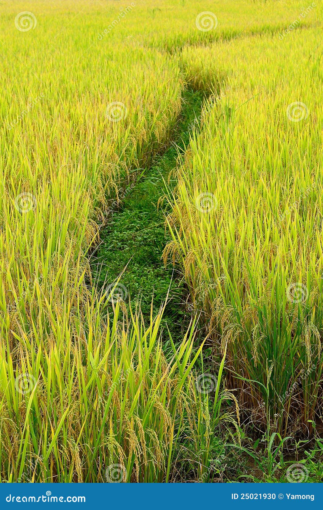 Paddy Rice Fields stock photo. Image of grass, field - 25021930