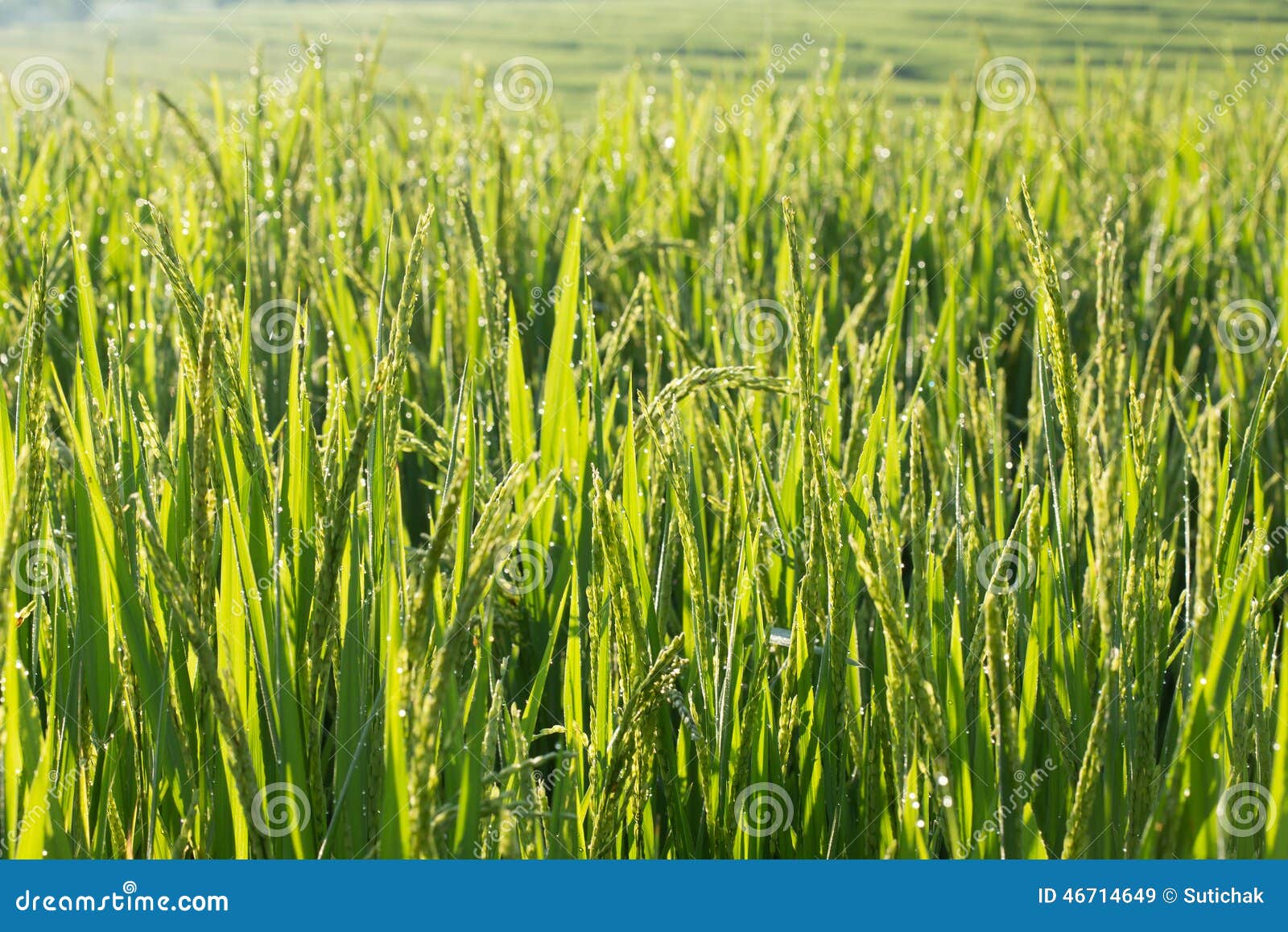 Paddy Rice Fields of Agriculture Cultivation Stock Image - Image of ...