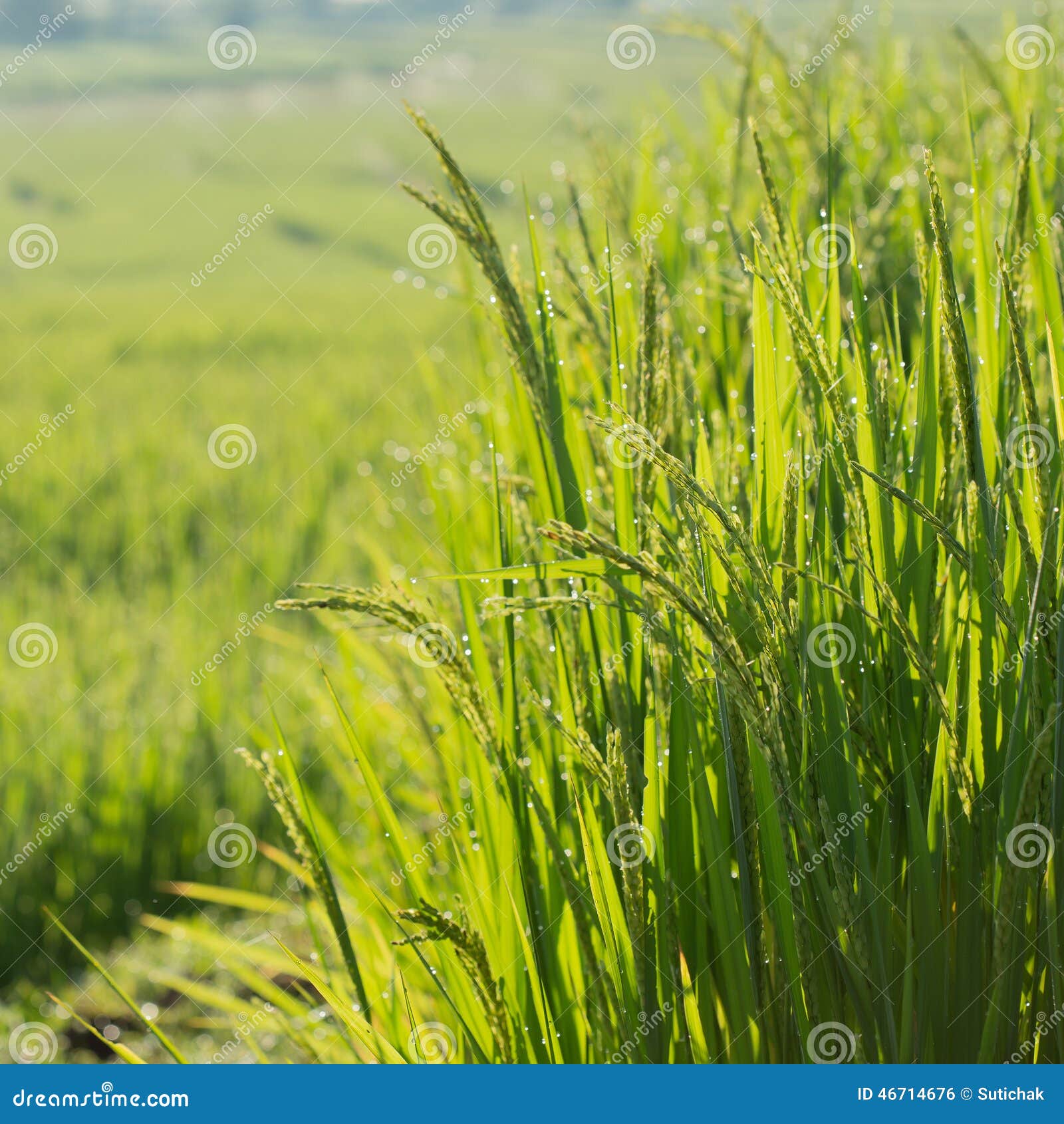 Paddy Rice Fields of Agriculture Cultivation Stock Photo - Image of ...