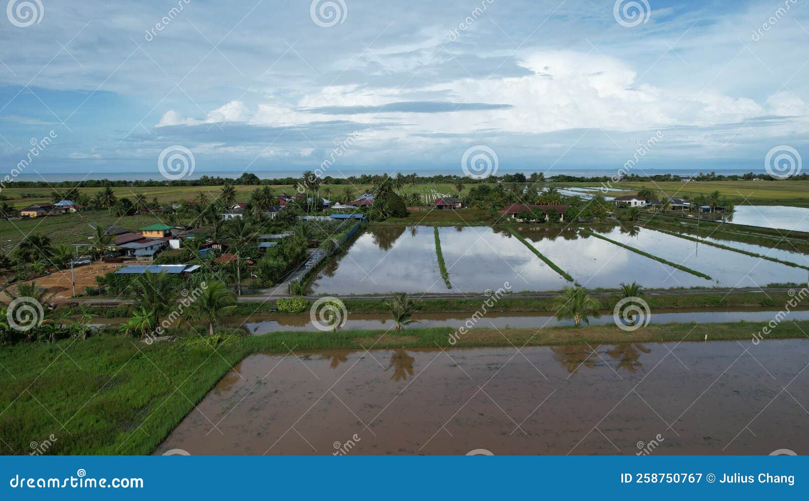 The Paddy Rice Fields of Kedah, Malaysia Stock Image - Image of mixed ...