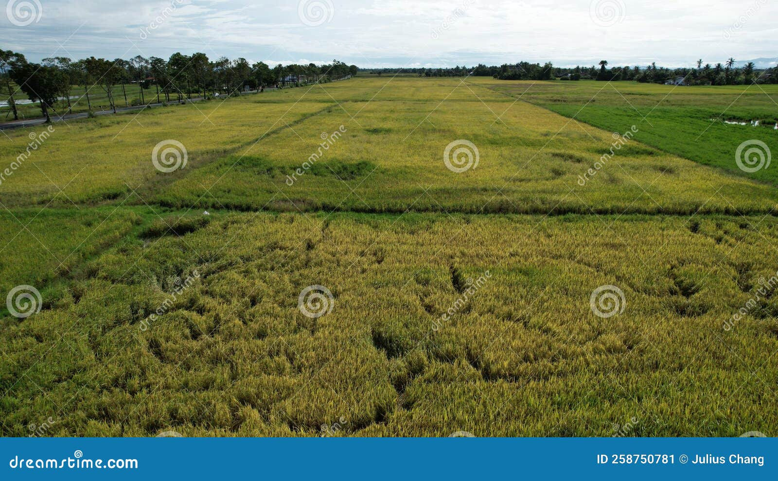 The Paddy Rice Fields of Kedah, Malaysia Stock Image - Image of gold ...