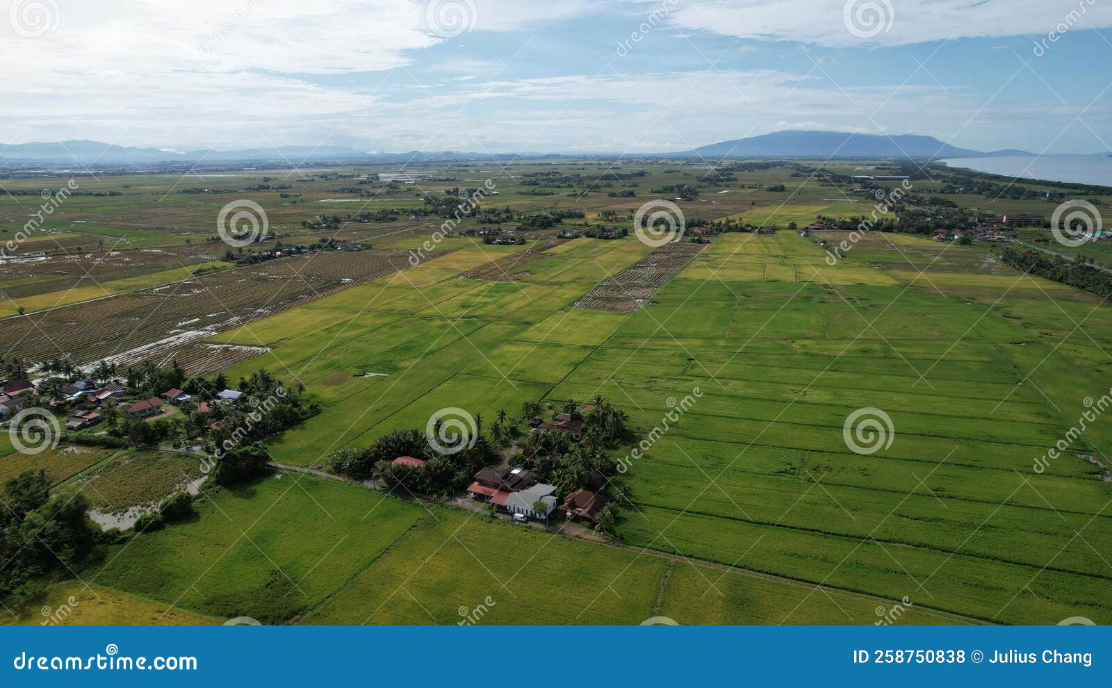 The Paddy Rice Fields of Kedah, Malaysia Stock Photo - Image of alor ...