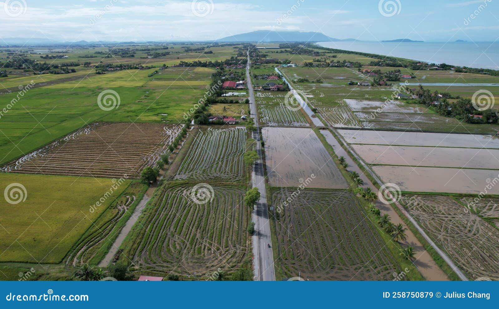 The Paddy Rice Fields of Kedah, Malaysia Stock Image - Image of blue ...