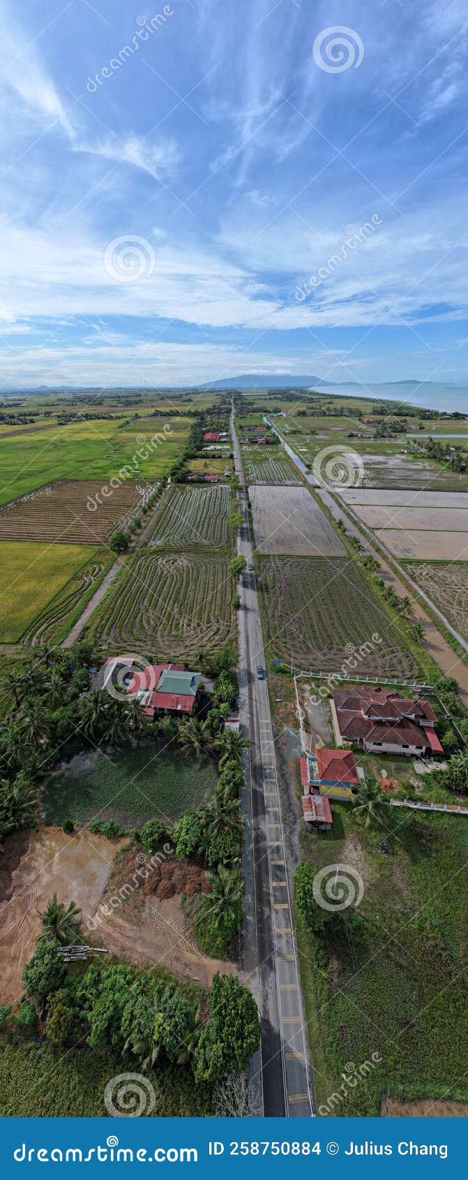 The Paddy Rice Fields of Kedah, Malaysia Stock Photo - Image of crop ...