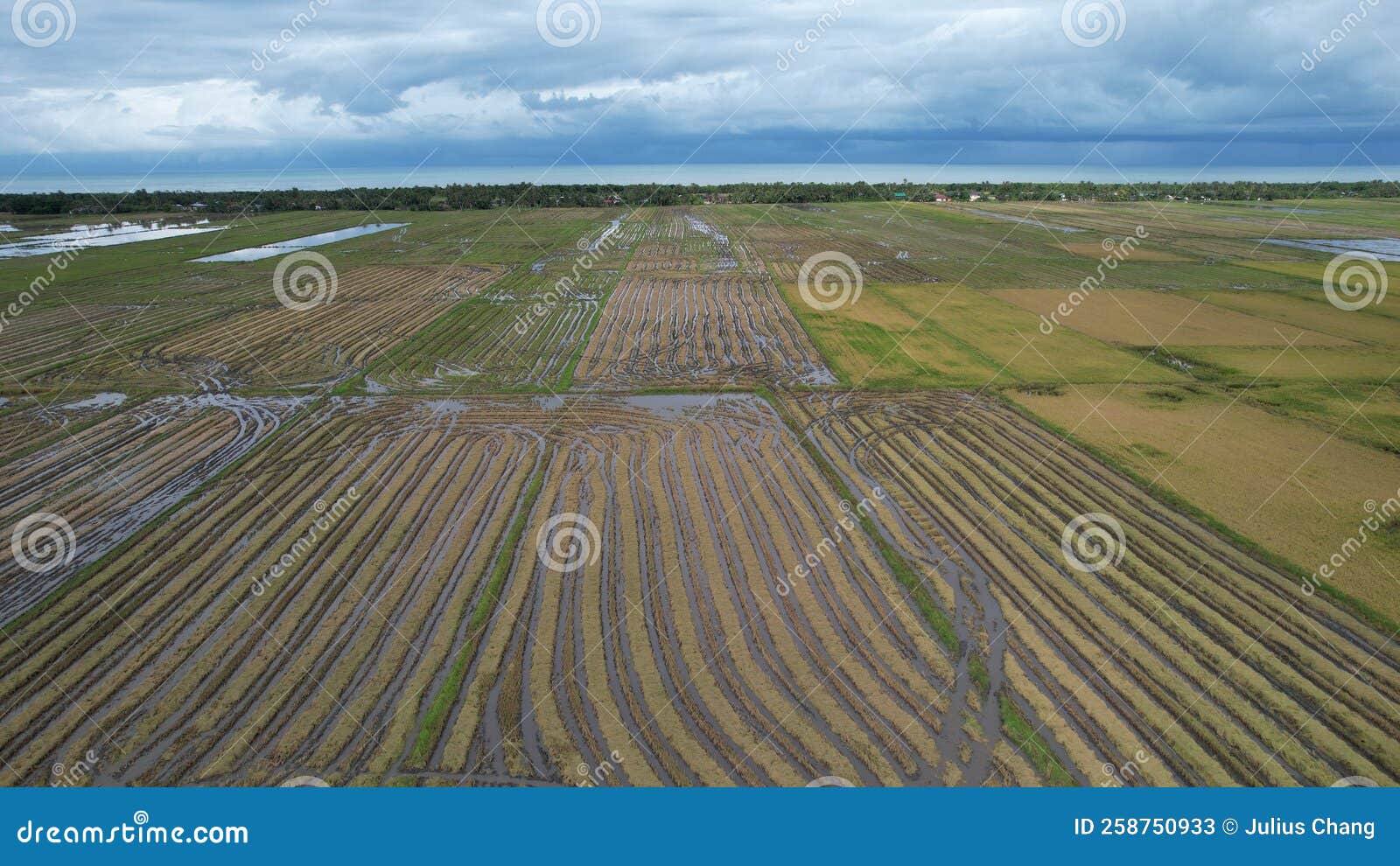 The Paddy Rice Fields of Kedah, Malaysia Stock Image - Image of lagoon ...