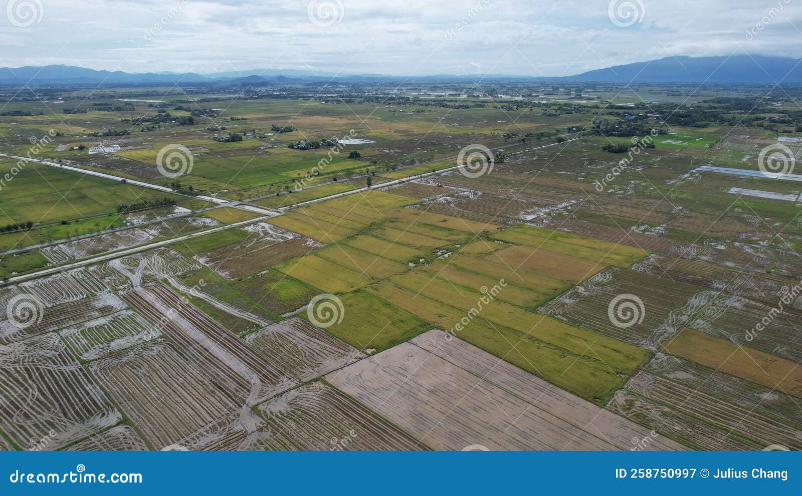 The Paddy Rice Fields of Kedah, Malaysia Stock Image - Image of husk ...