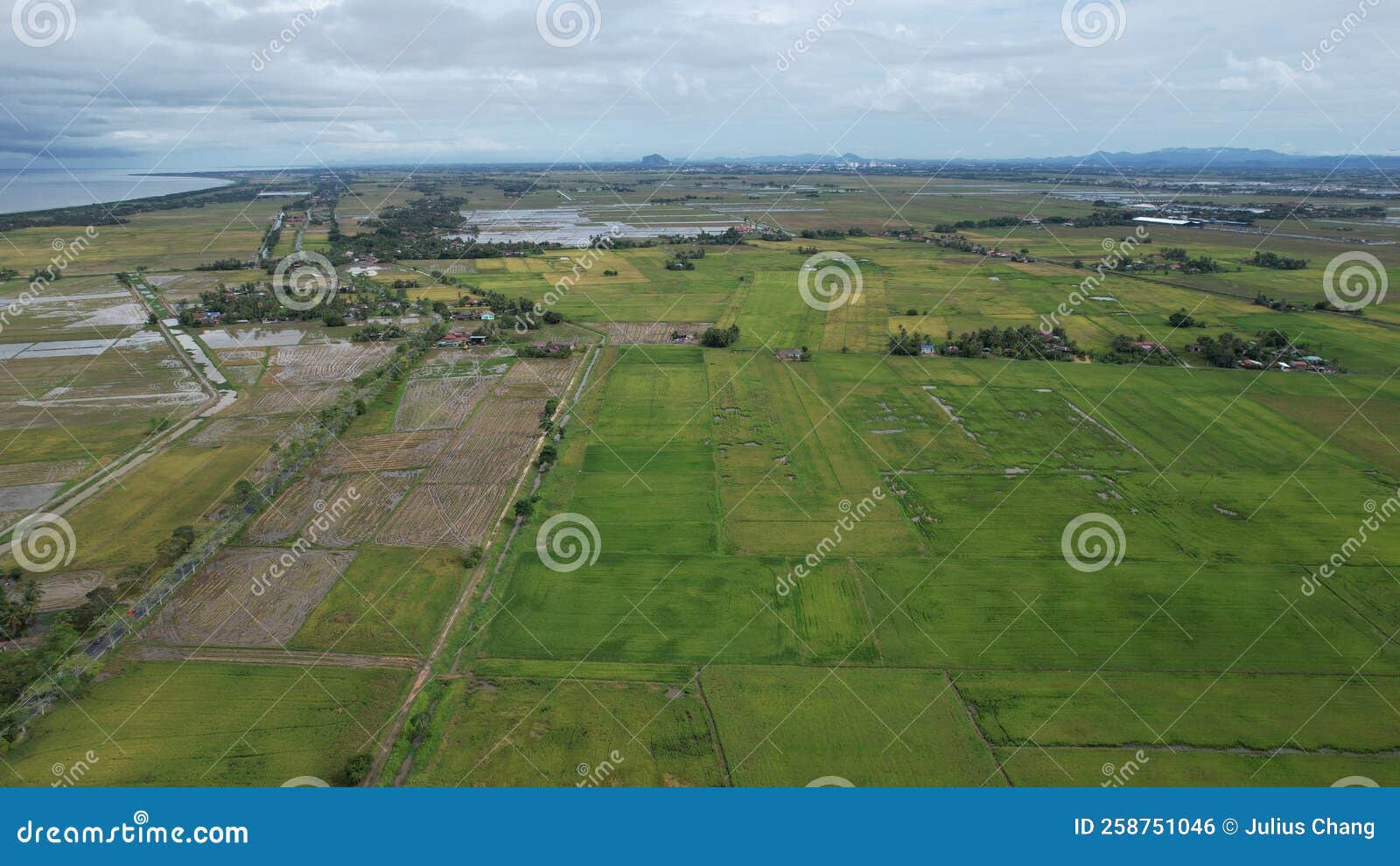 The Paddy Rice Fields of Kedah, Malaysia Stock Photo - Image of kedah ...