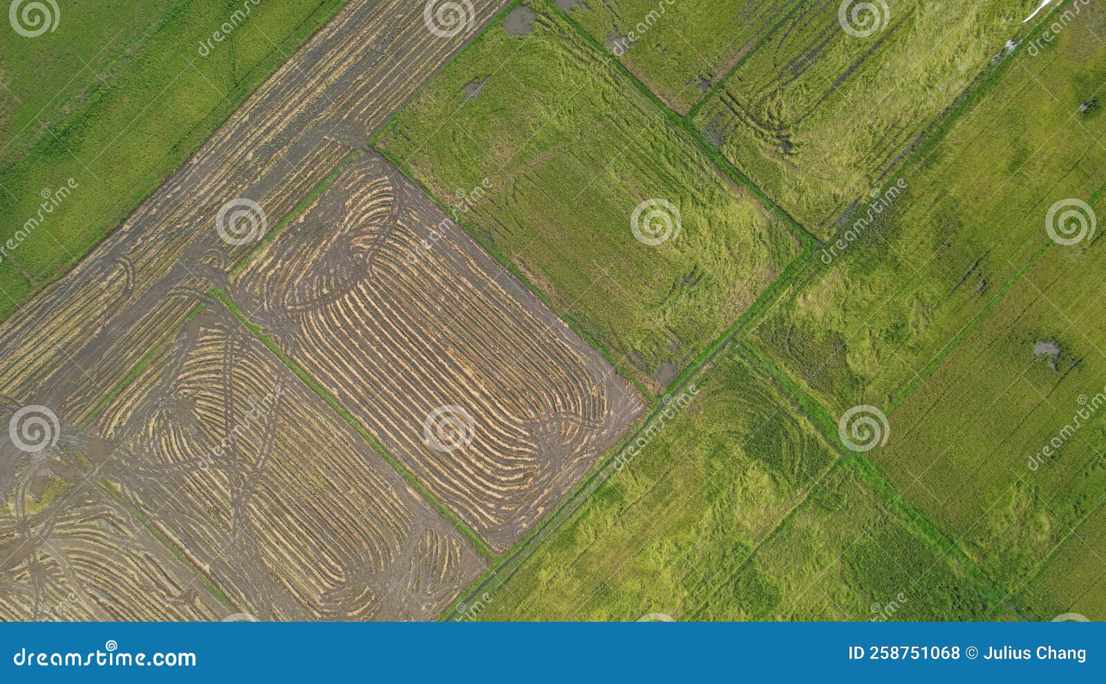 The Paddy Rice Fields of Kedah, Malaysia Stock Photo - Image of aerial ...