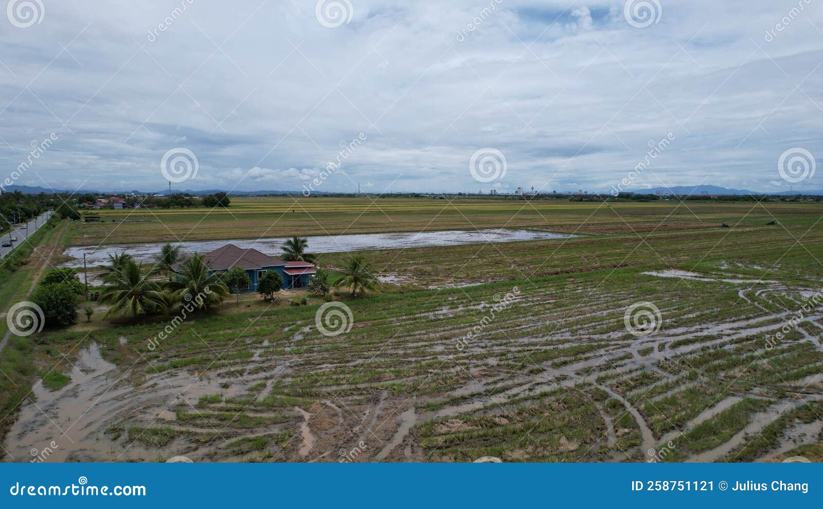 The Paddy Rice Fields of Kedah, Malaysia Stock Image - Image of green ...