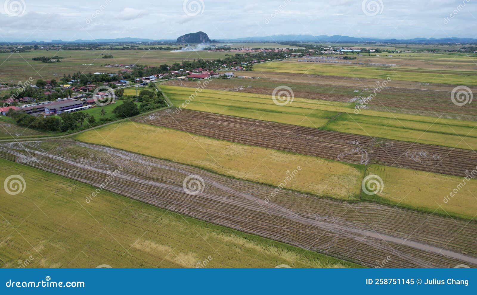 The Paddy Rice Fields of Kedah, Malaysia Stock Image - Image of ...