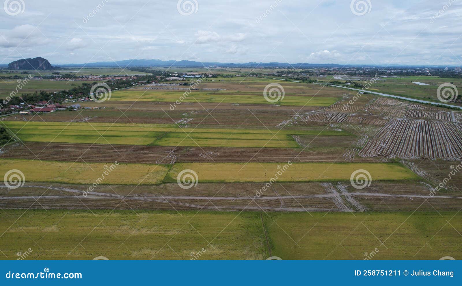The Paddy Rice Fields of Kedah, Malaysia Stock Image - Image of nature ...