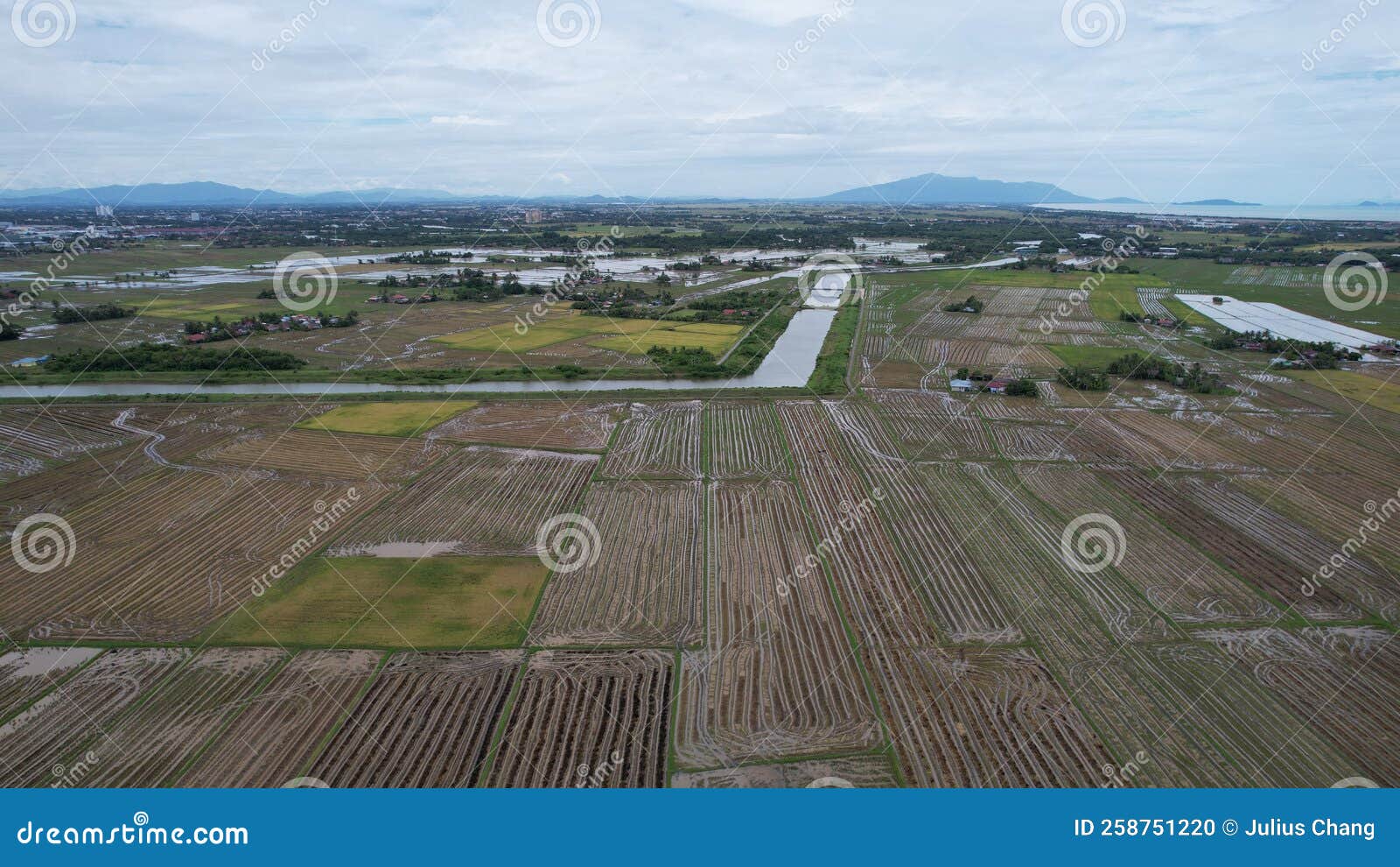 The Paddy Rice Fields of Kedah, Malaysia Stock Photo - Image of grow ...