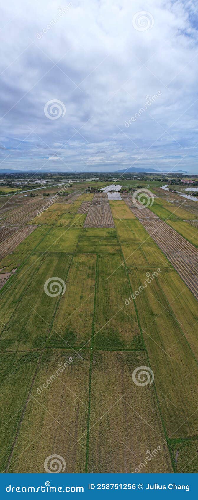 The Paddy Rice Fields of Kedah, Malaysia Stock Photo - Image of asia ...