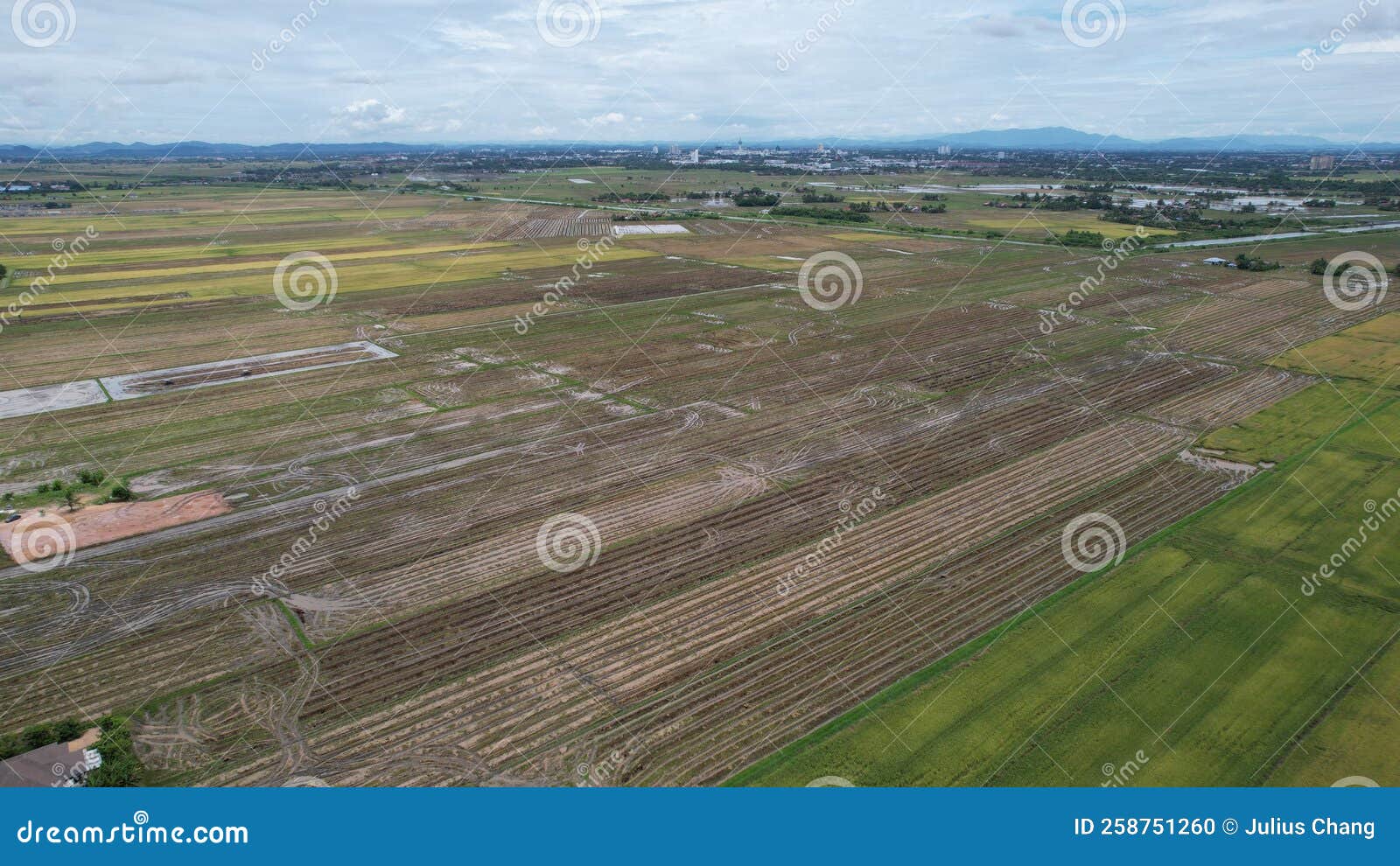 The Paddy Rice Fields of Kedah, Malaysia Stock Photo - Image of farm ...