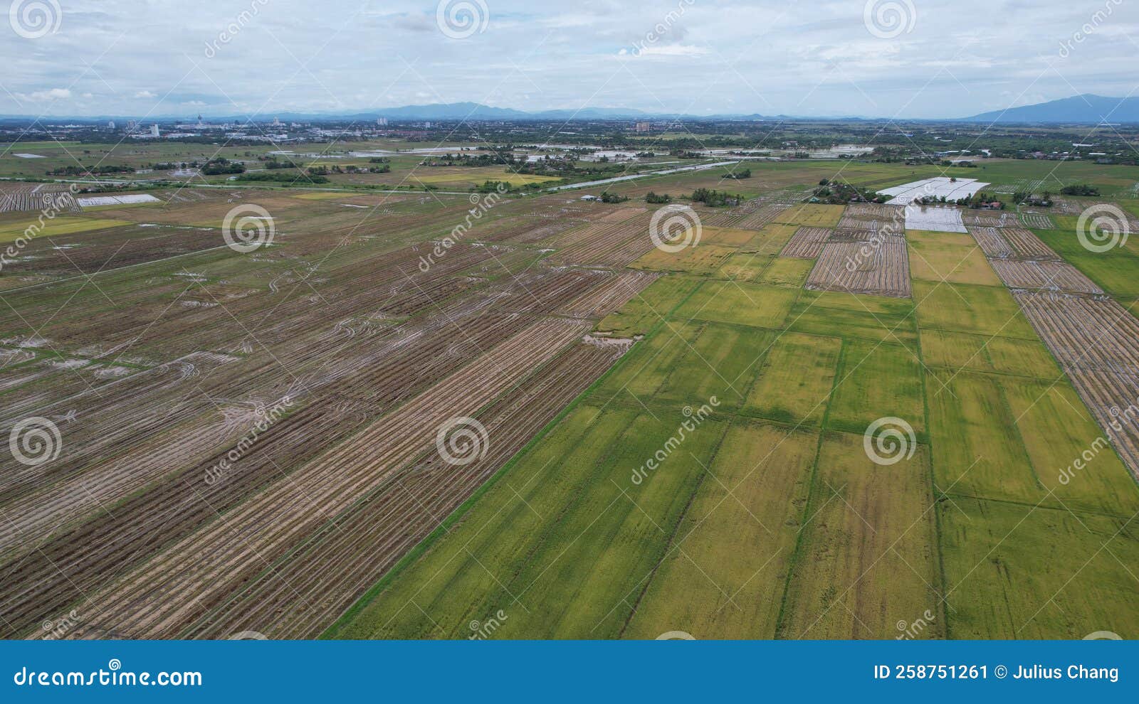 The Paddy Rice Fields of Kedah, Malaysia Stock Image - Image of crop ...