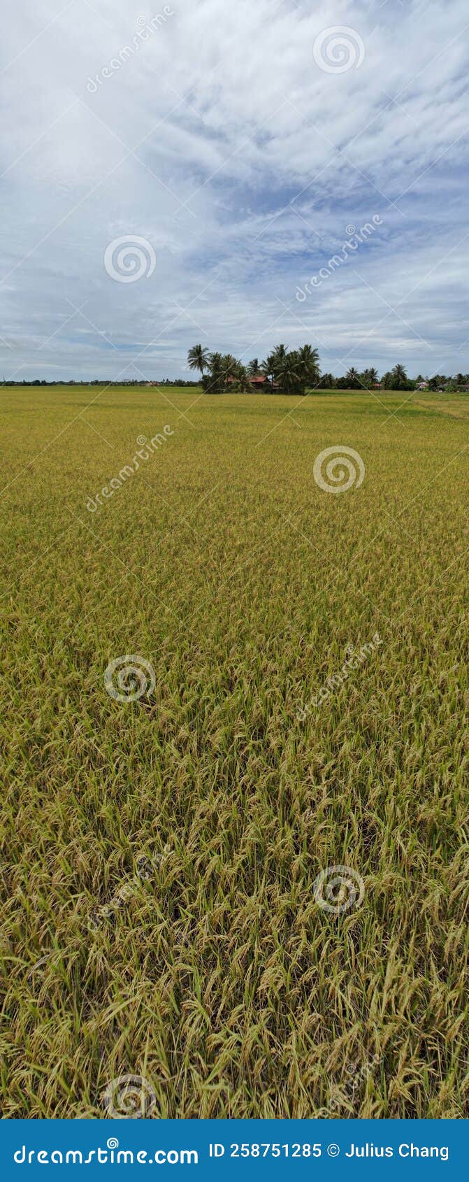 The Paddy Rice Fields of Kedah, Malaysia Stock Image - Image of flooded ...