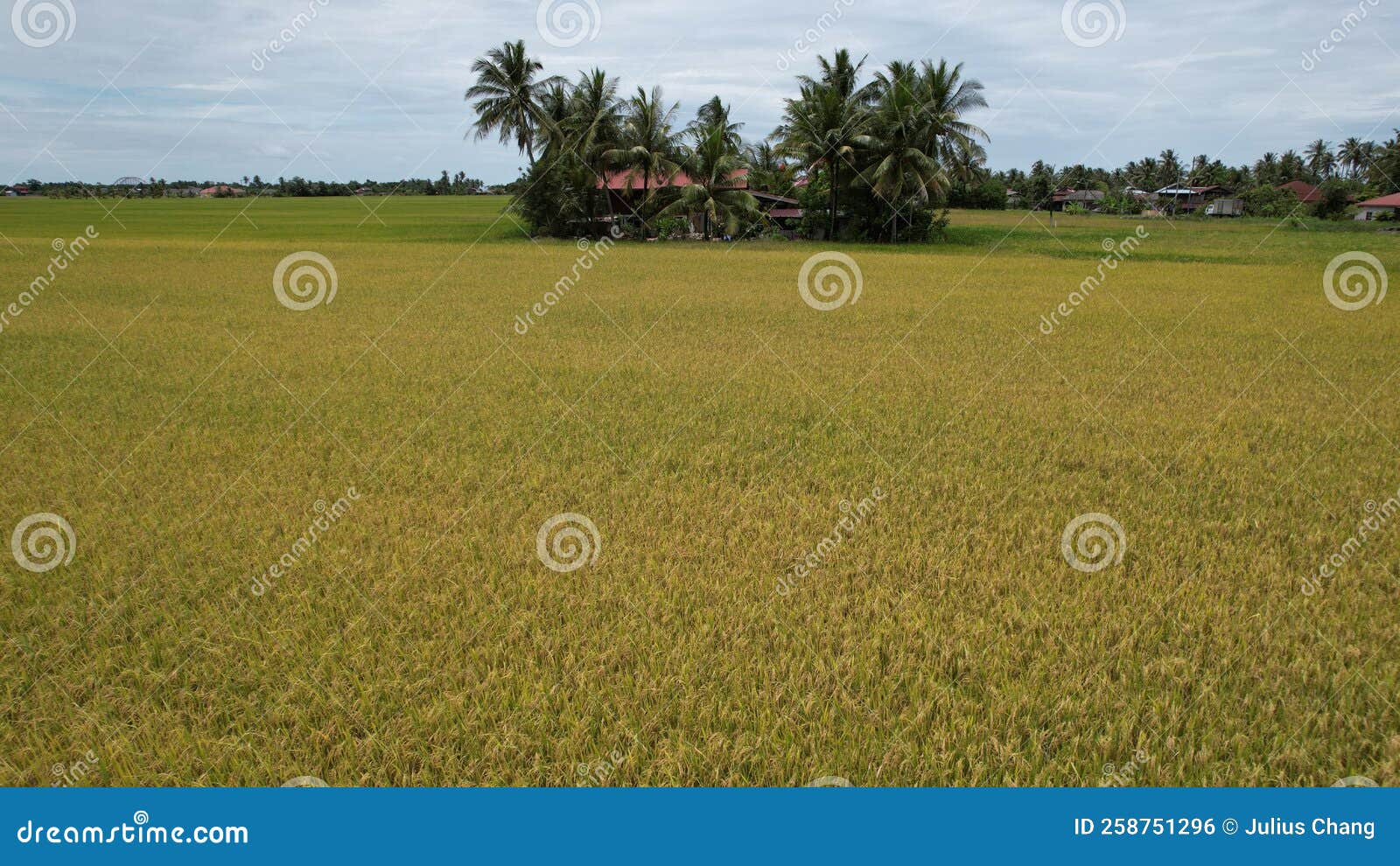 The Paddy Rice Fields of Kedah, Malaysia Stock Photo - Image of kedah ...