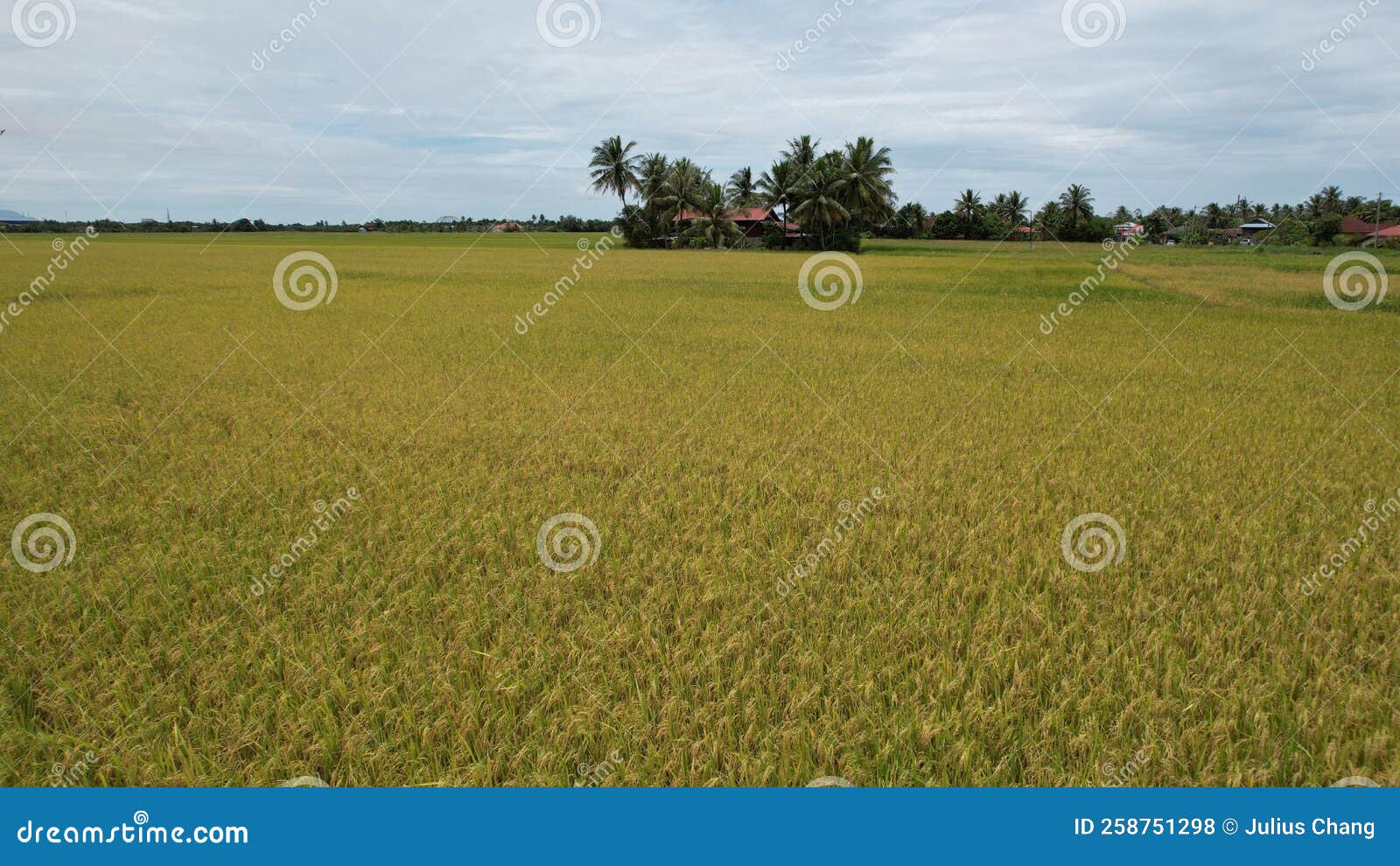 The Paddy Rice Fields of Kedah, Malaysia Stock Photo - Image of estate ...
