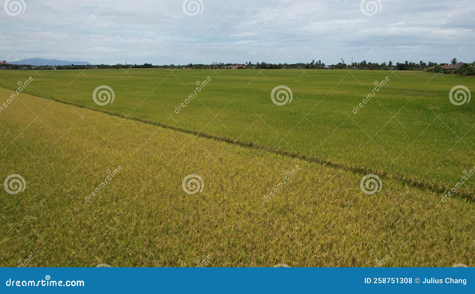 The Paddy Rice Fields of Kedah, Malaysia Stock Photo - Image of crop ...
