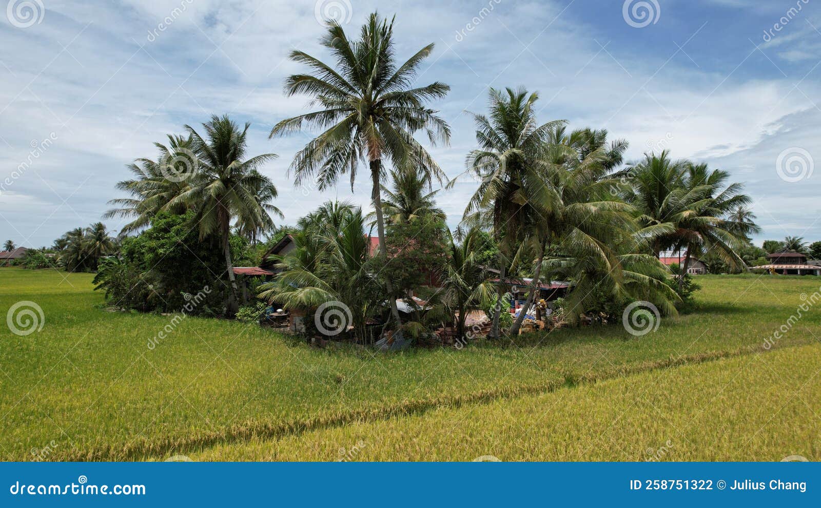 The Paddy Rice Fields of Kedah, Malaysia Stock Photo - Image of asia ...