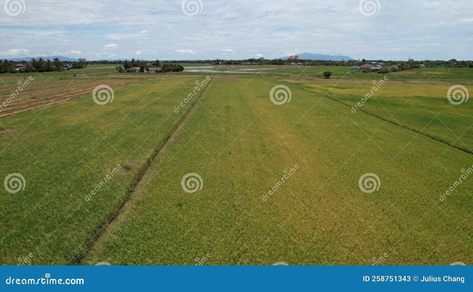 The Paddy Rice Fields of Kedah, Malaysia Stock Image - Image of harvest ...