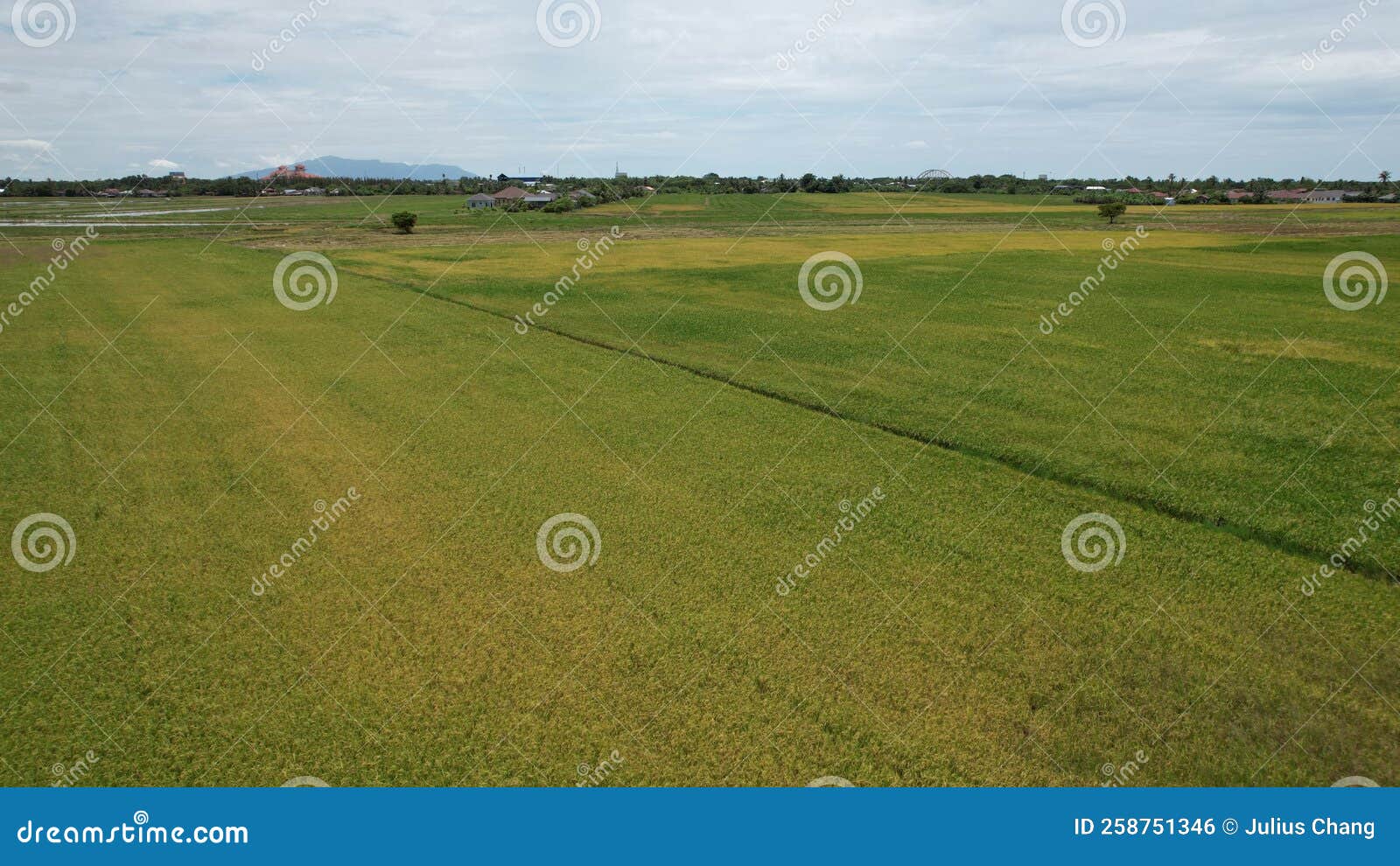 The Paddy Rice Fields of Kedah, Malaysia Stock Photo - Image of ...