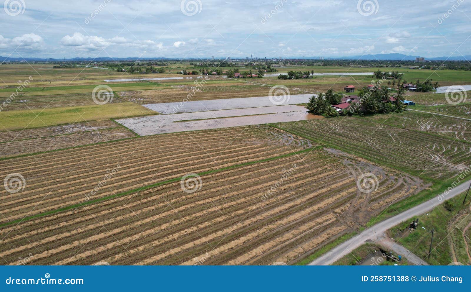 The Paddy Rice Fields of Kedah, Malaysia Stock Photo - Image of farming ...
