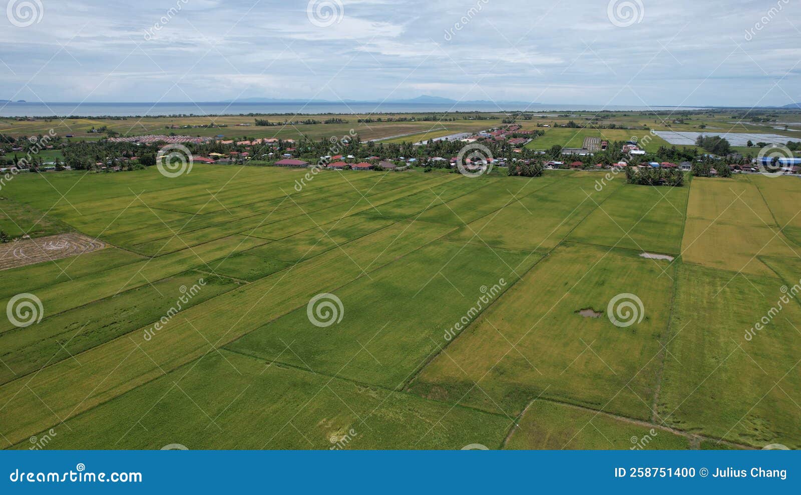 The Paddy Rice Fields of Kedah, Malaysia Stock Photo - Image of fields ...
