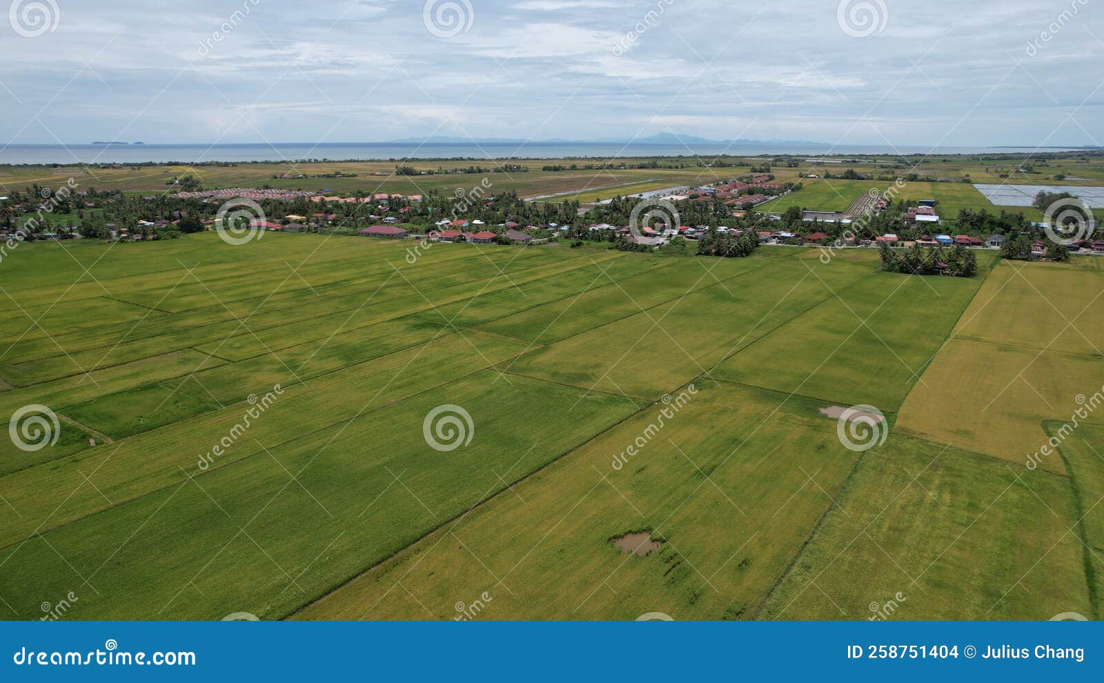 The Paddy Rice Fields of Kedah, Malaysia Stock Photo - Image of ...