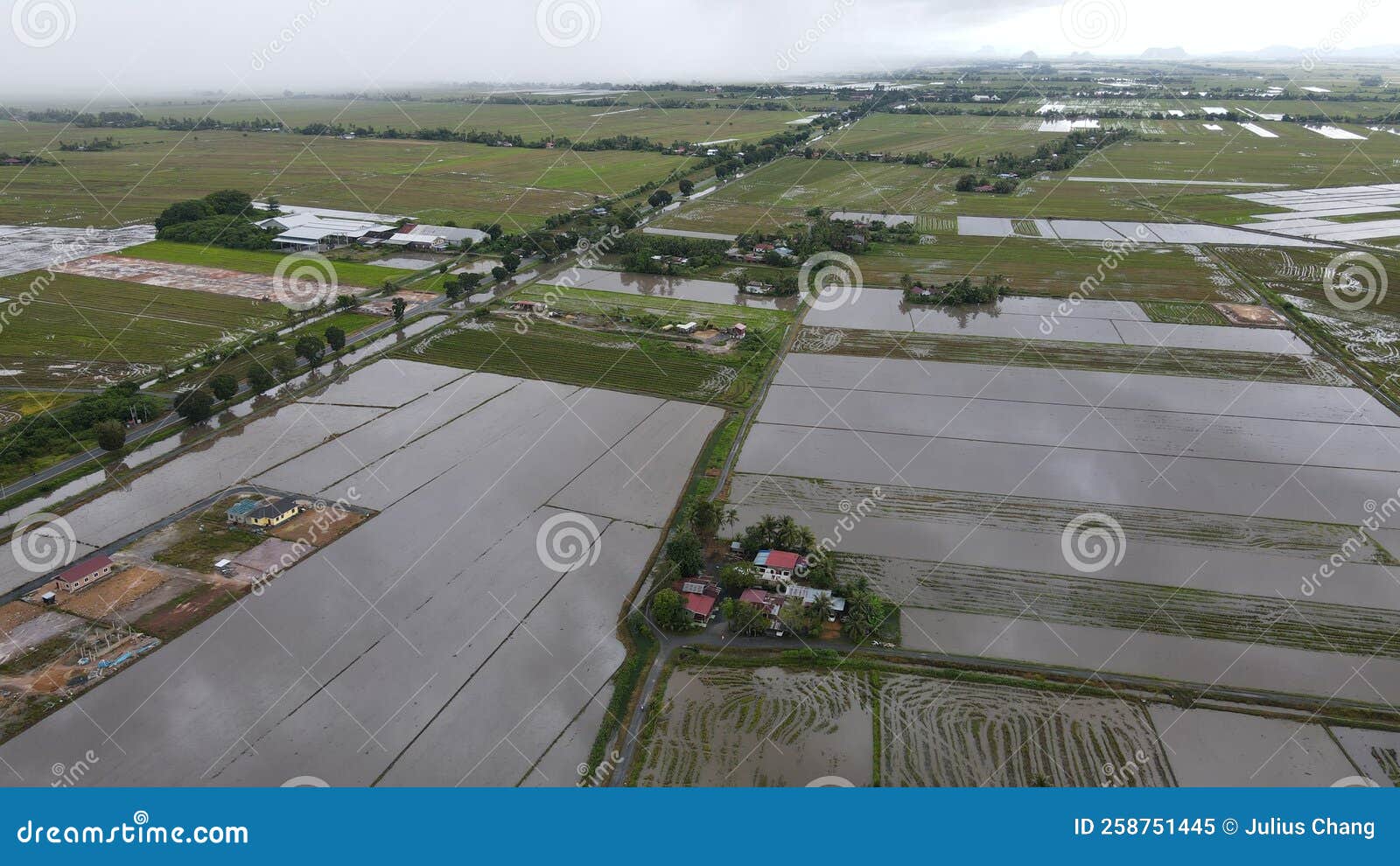 The Paddy Rice Fields of Kedah, Malaysia Stock Image - Image of farm ...