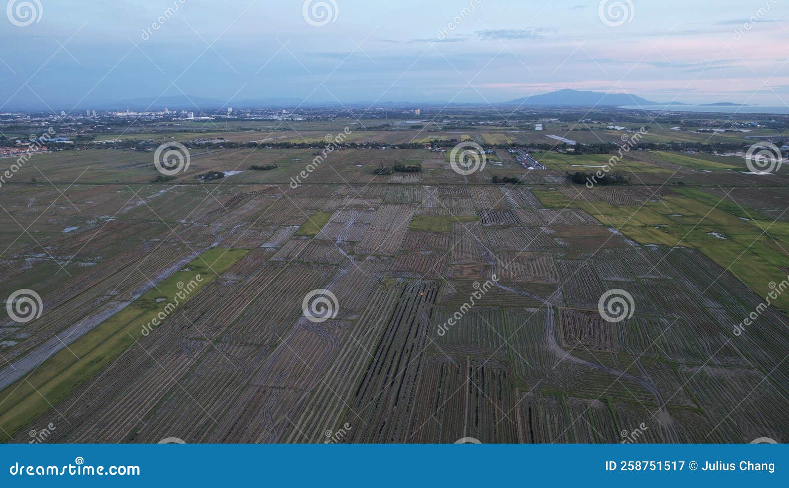 The Paddy Rice Fields of Kedah, Malaysia Stock Image - Image of grow ...