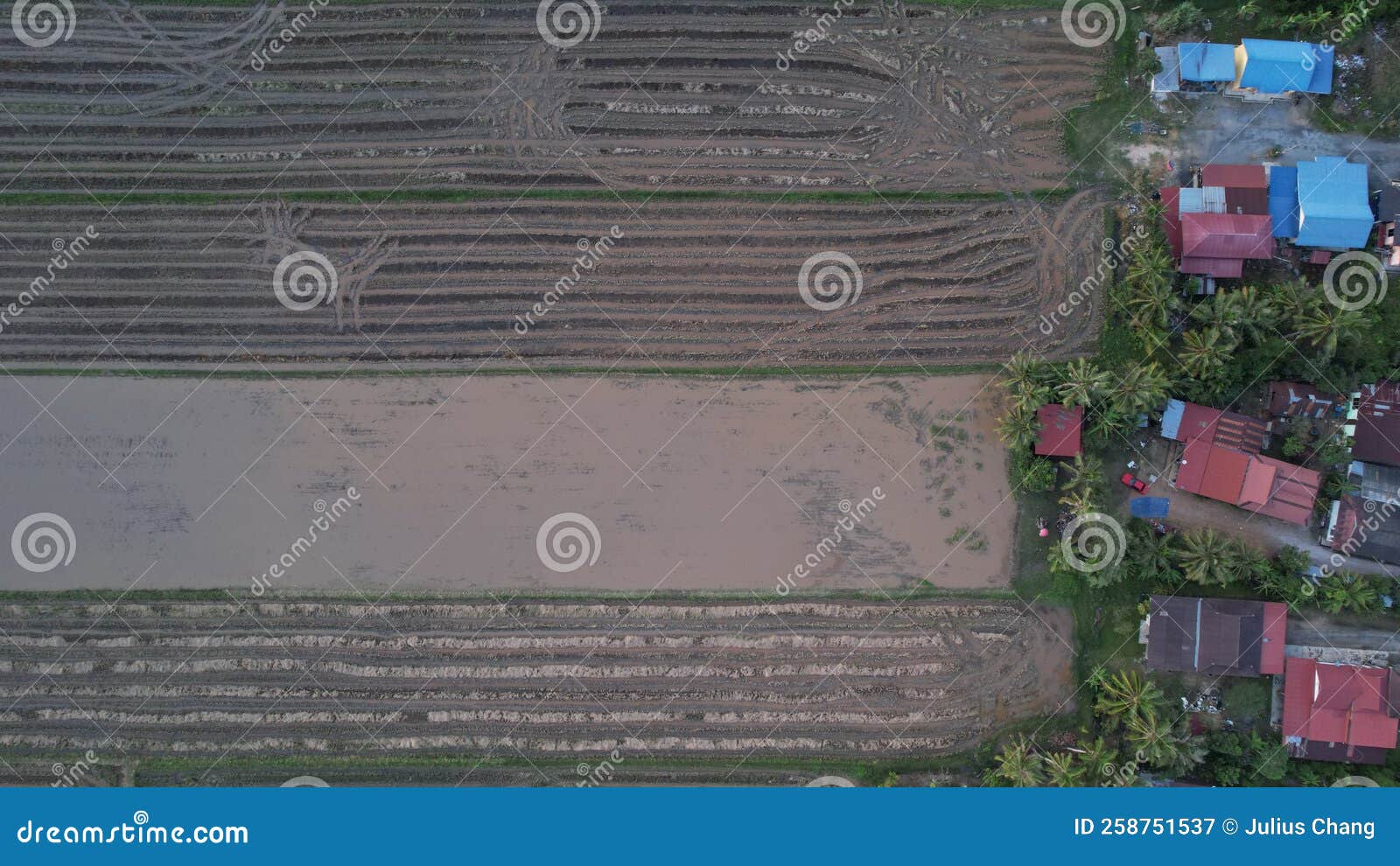 The Paddy Rice Fields of Kedah, Malaysia Stock Image - Image of harvest ...