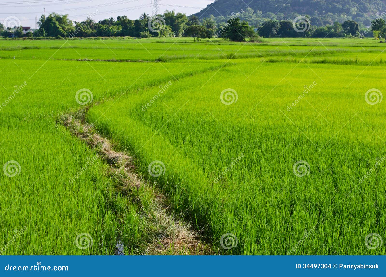 Paddy Rice Fields stock photo. Image of country, summer - 34497304