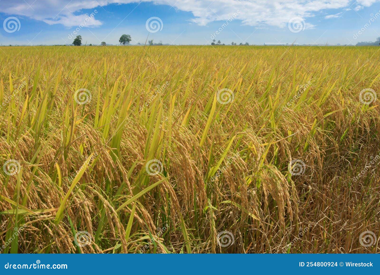 Paddy Rice Fields on a Sunny Day Stock Photo - Image of background ...