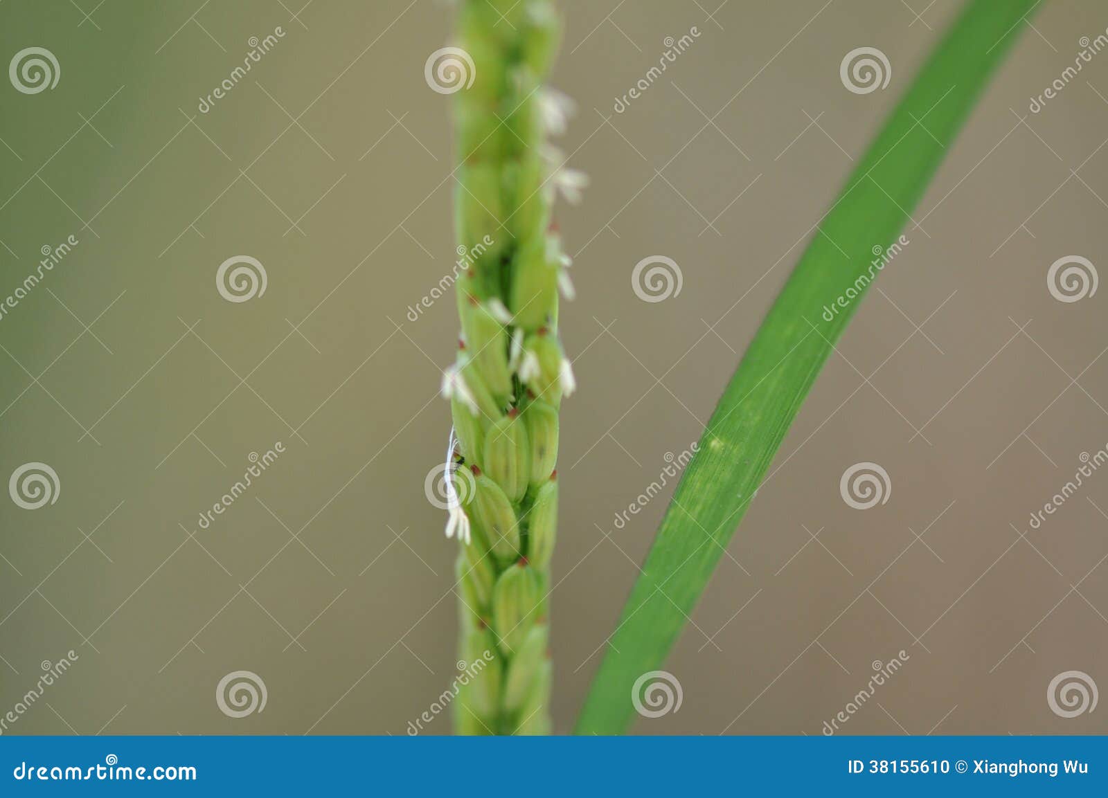 Paddy rice are flowering stock photo. Image of fall, golden - 38155610