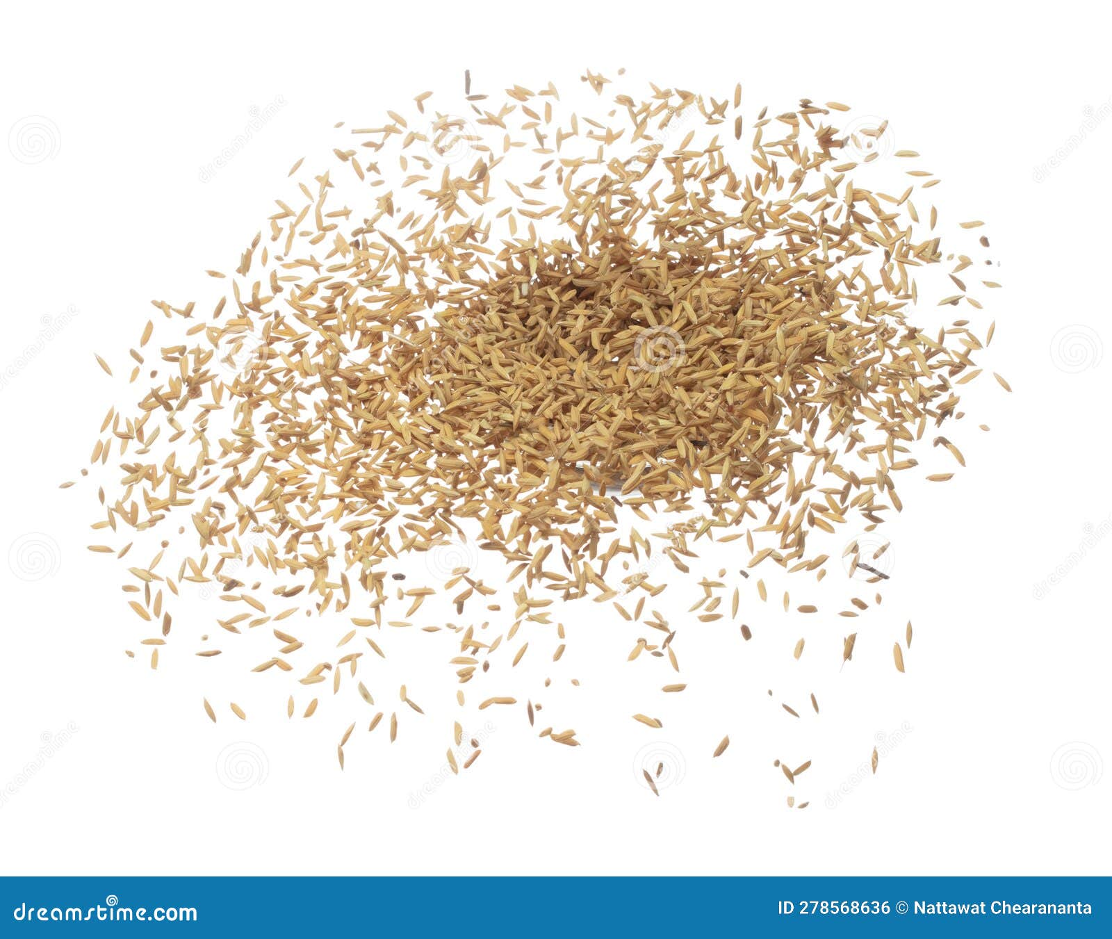 Paddy Rice Grain Fly in Mid Air. Yellow Golden Paddy Rice Falling ...