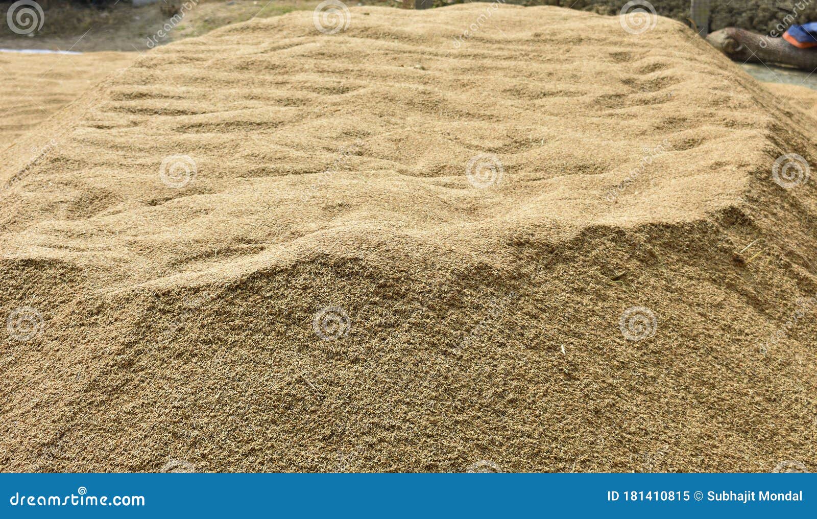 Paddy Rice Grain Spread in the Ground Stock Image - Image of drying ...