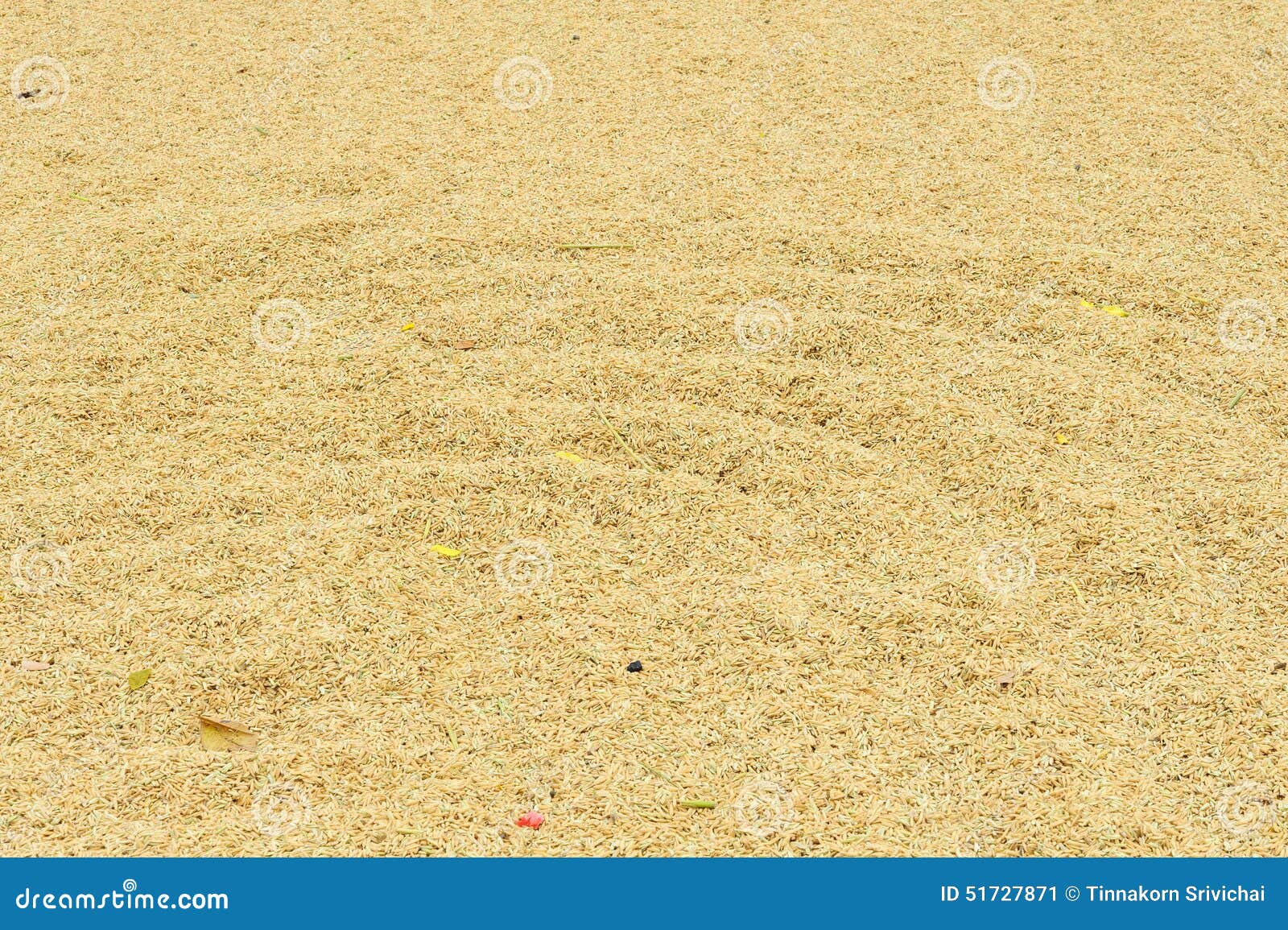 Paddy rice grain stock image. Image of nature, golden - 51727871