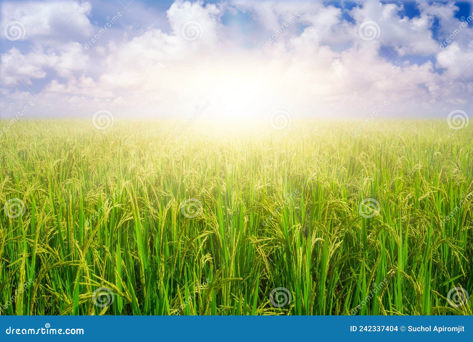 Rice Field Against Blue Sky Background and Sun Rays. Stock Photo ...