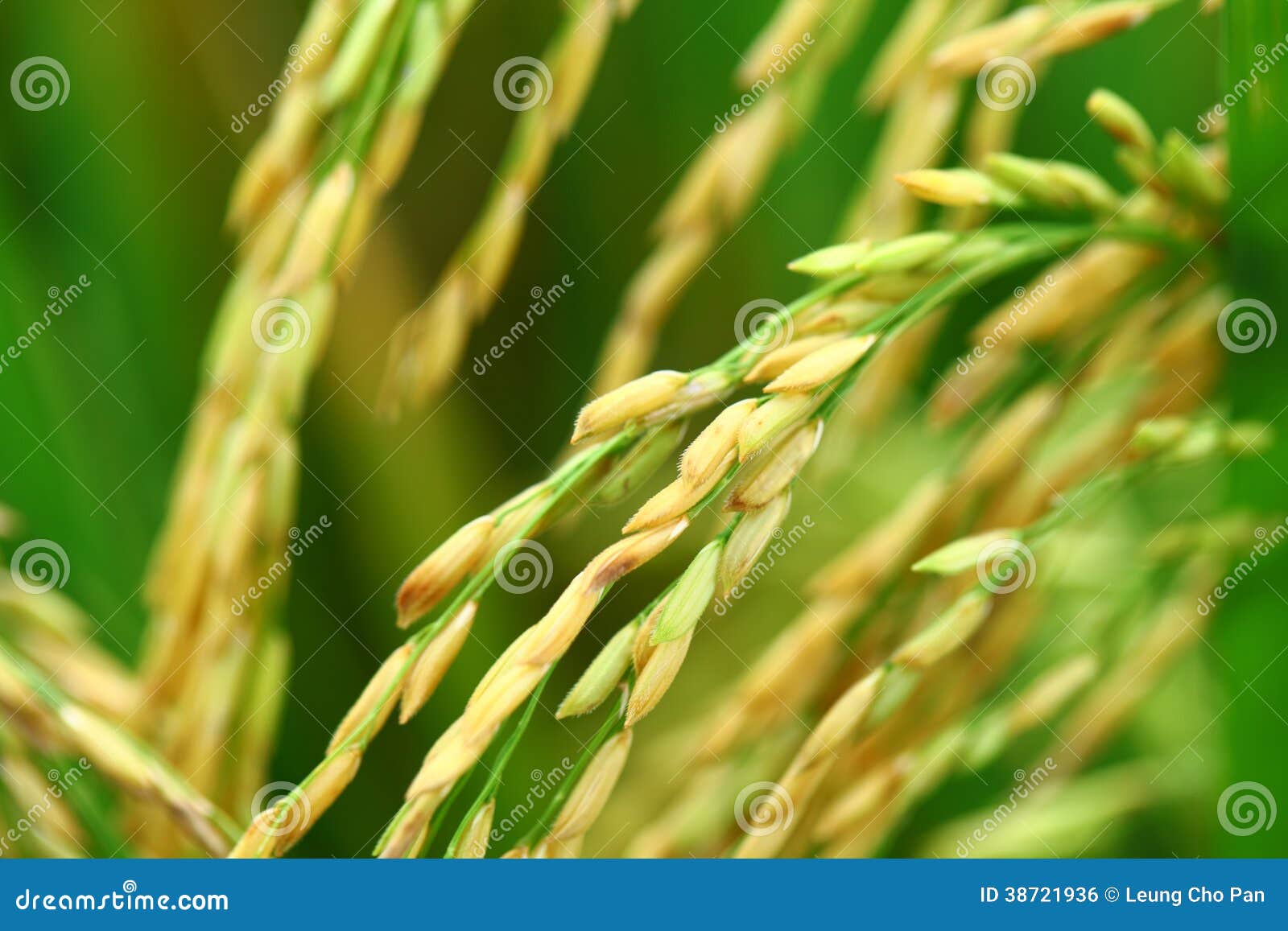 Paddy rice stock photo. Image of green, harvest, ripe - 38721936