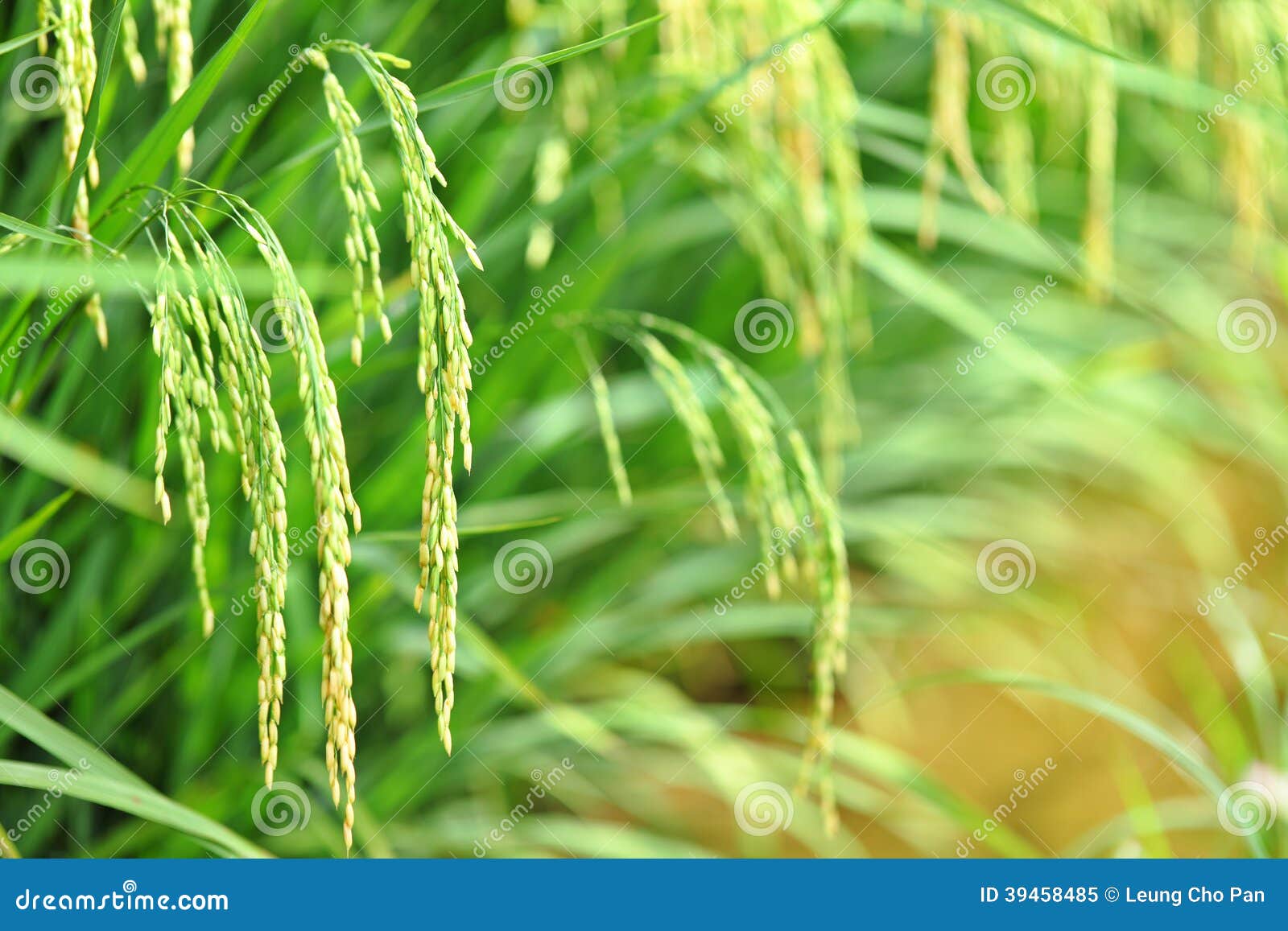 Paddy rice stock image. Image of close, farming, harvest - 39458485